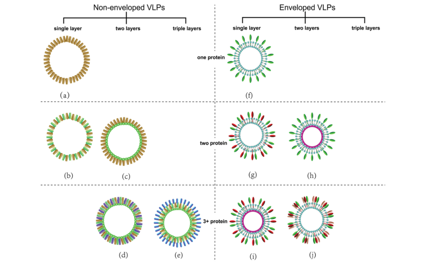 VLPs病毒样颗粒-蛋白及VLP服务-CRO服务