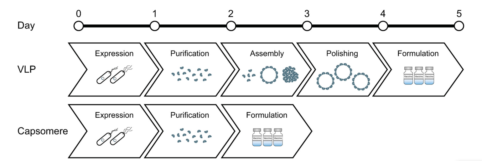 VLPs病毒样颗粒-蛋白及VLP服务-CRO服务